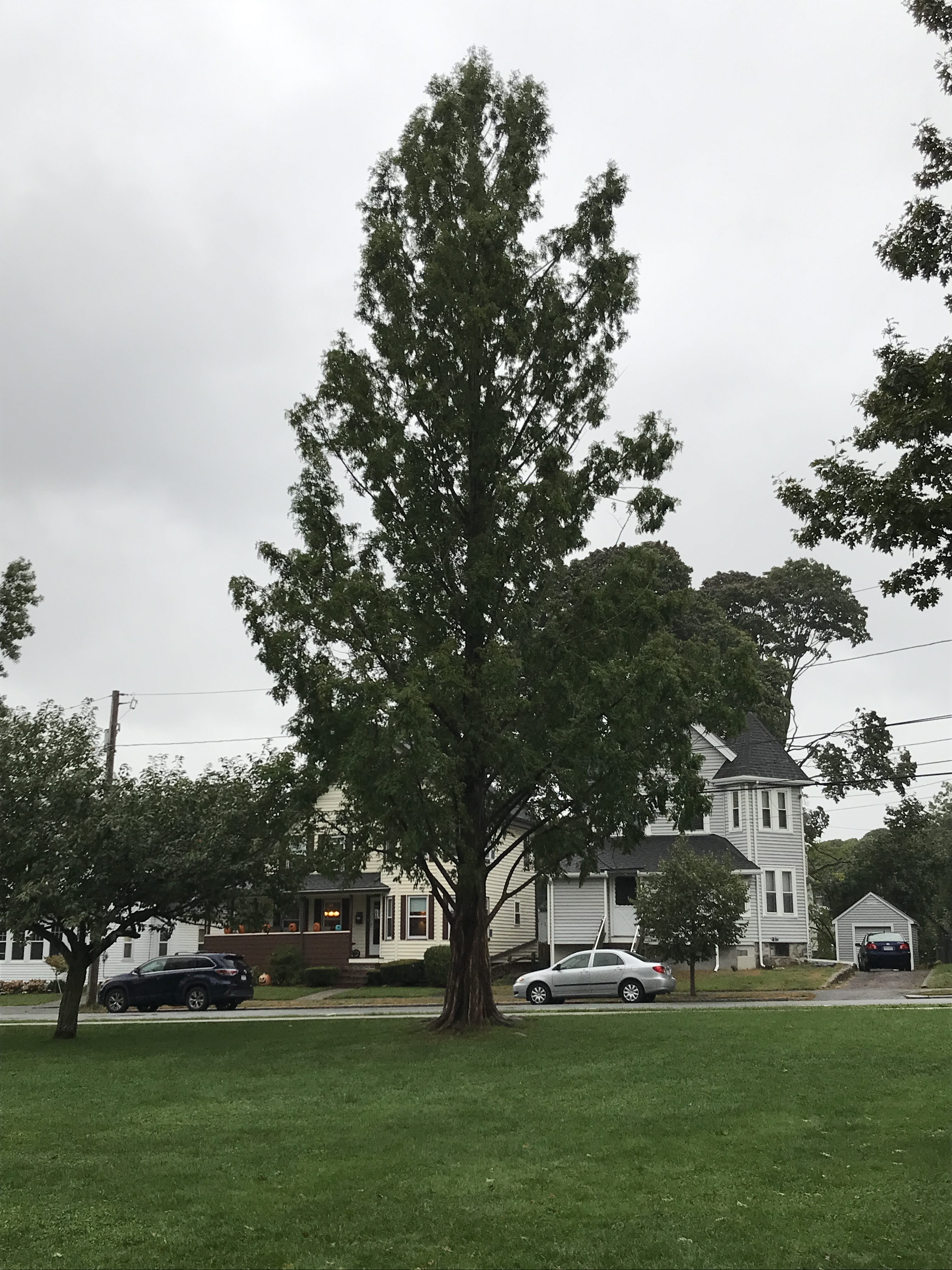 Dawn Redwood – Common Park Melrose MA – MelroseTreeProject